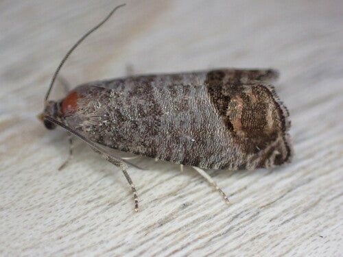 Apfelwickler — Silberkraft